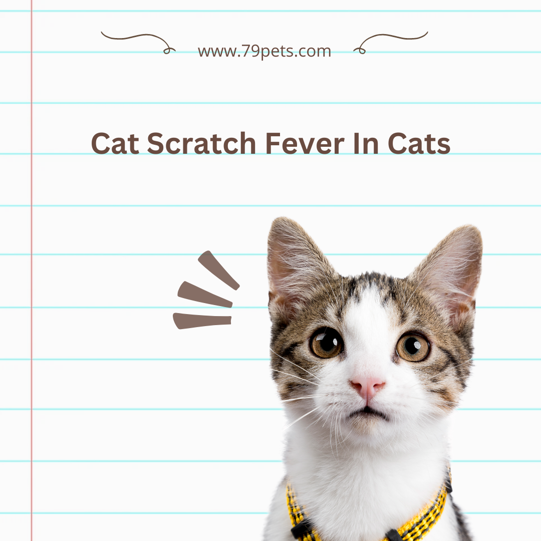 Cat Scratch Fever In Cats