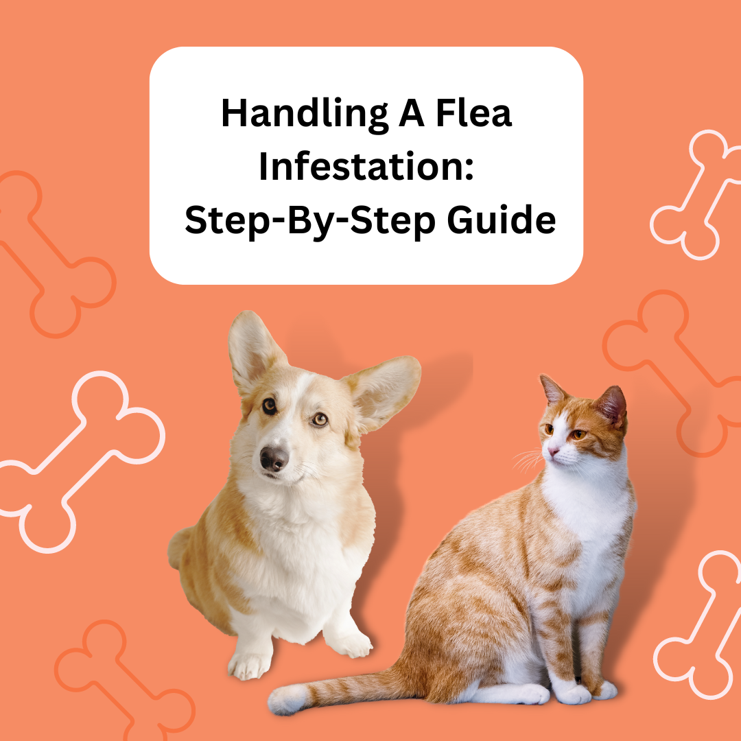 Handling A Flea Infestation: Step-By-Step Guide