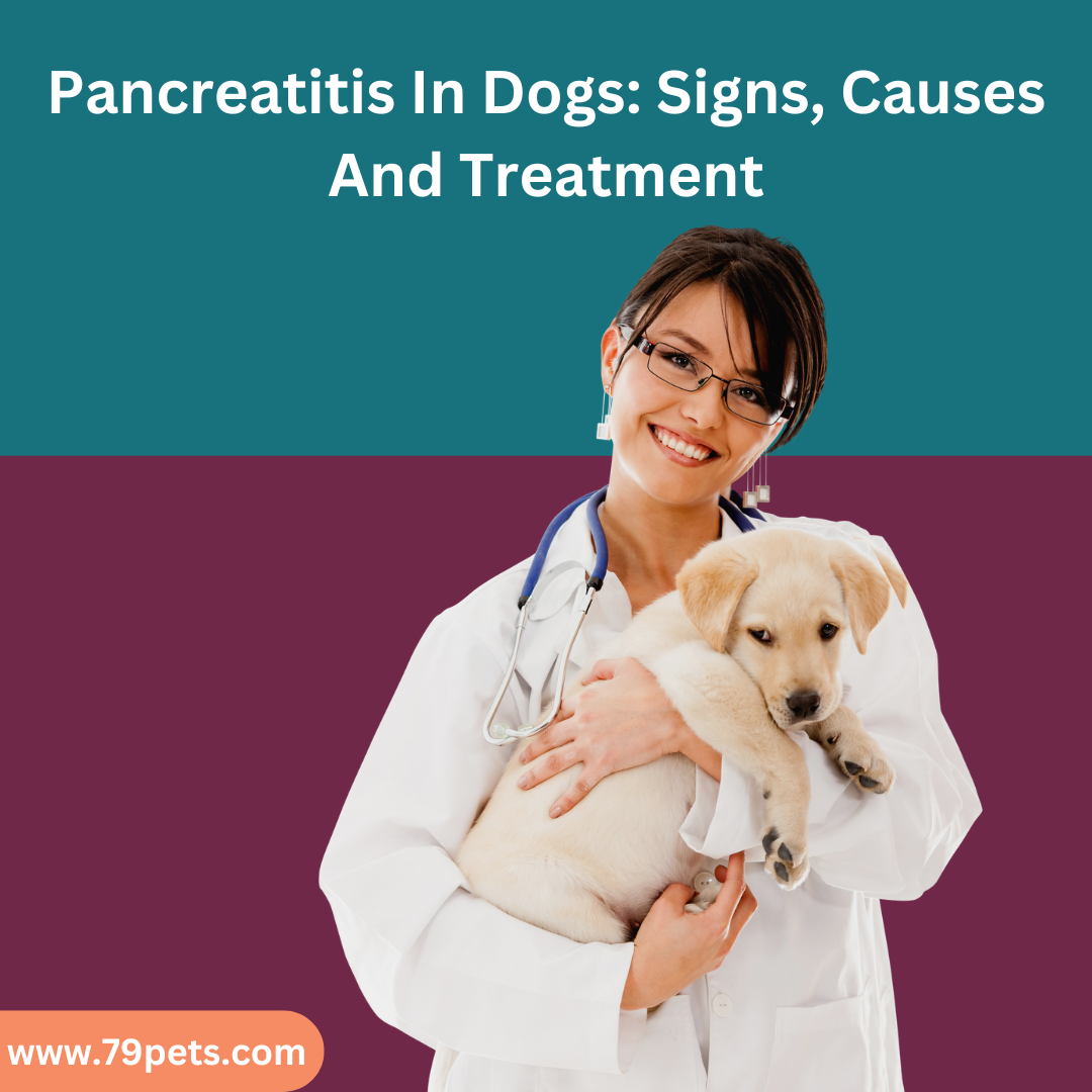 Pancreatitis In Dogs: Signs, Causes And Treatment