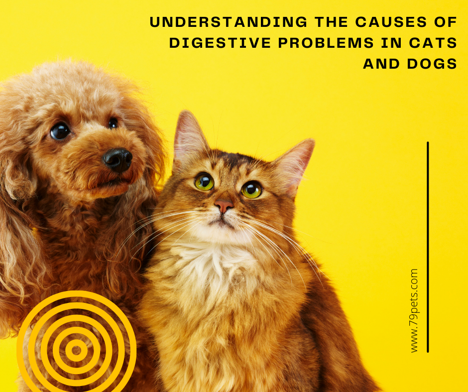 cat digestion problems