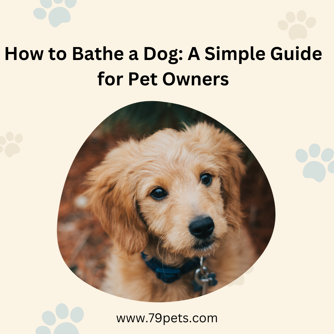 How to Bathe a Dog: A Simple Guide for Pet Owners