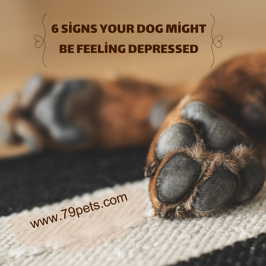 6 Signs Your Dog Might Be Feeling Depressed