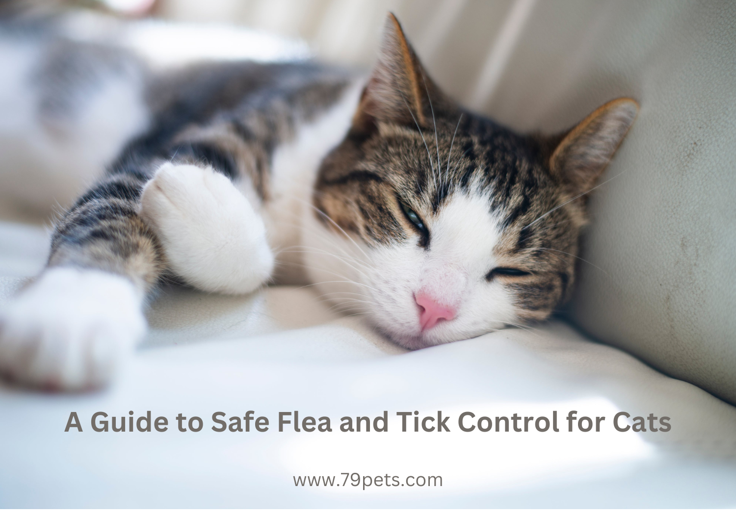 A Guide to Safe Flea and Tick Control for Cats