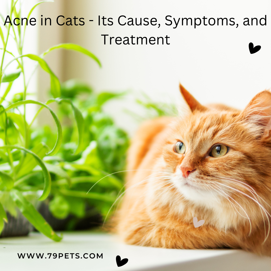 Acne In Cats - Its Cause, Symptoms, And Treatment
