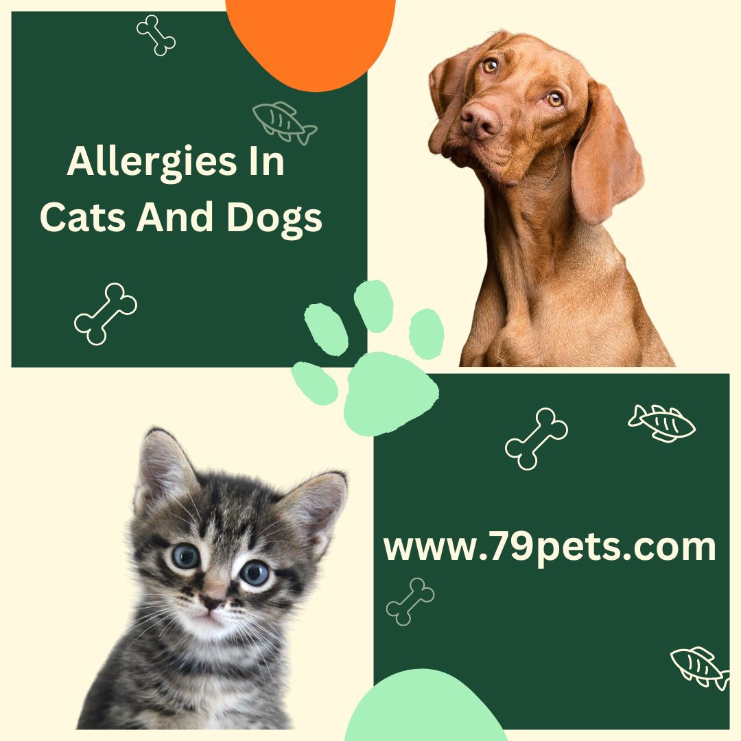 Allergies In Cats And Dogs