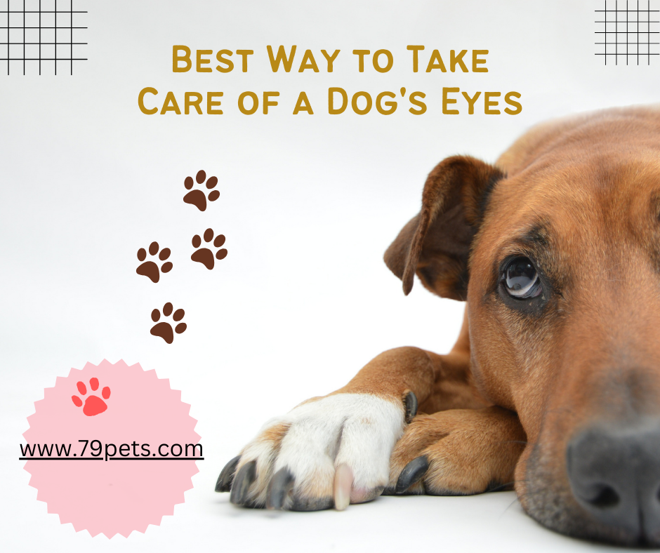 Best Way To Take Care Of A Dog's Eyes