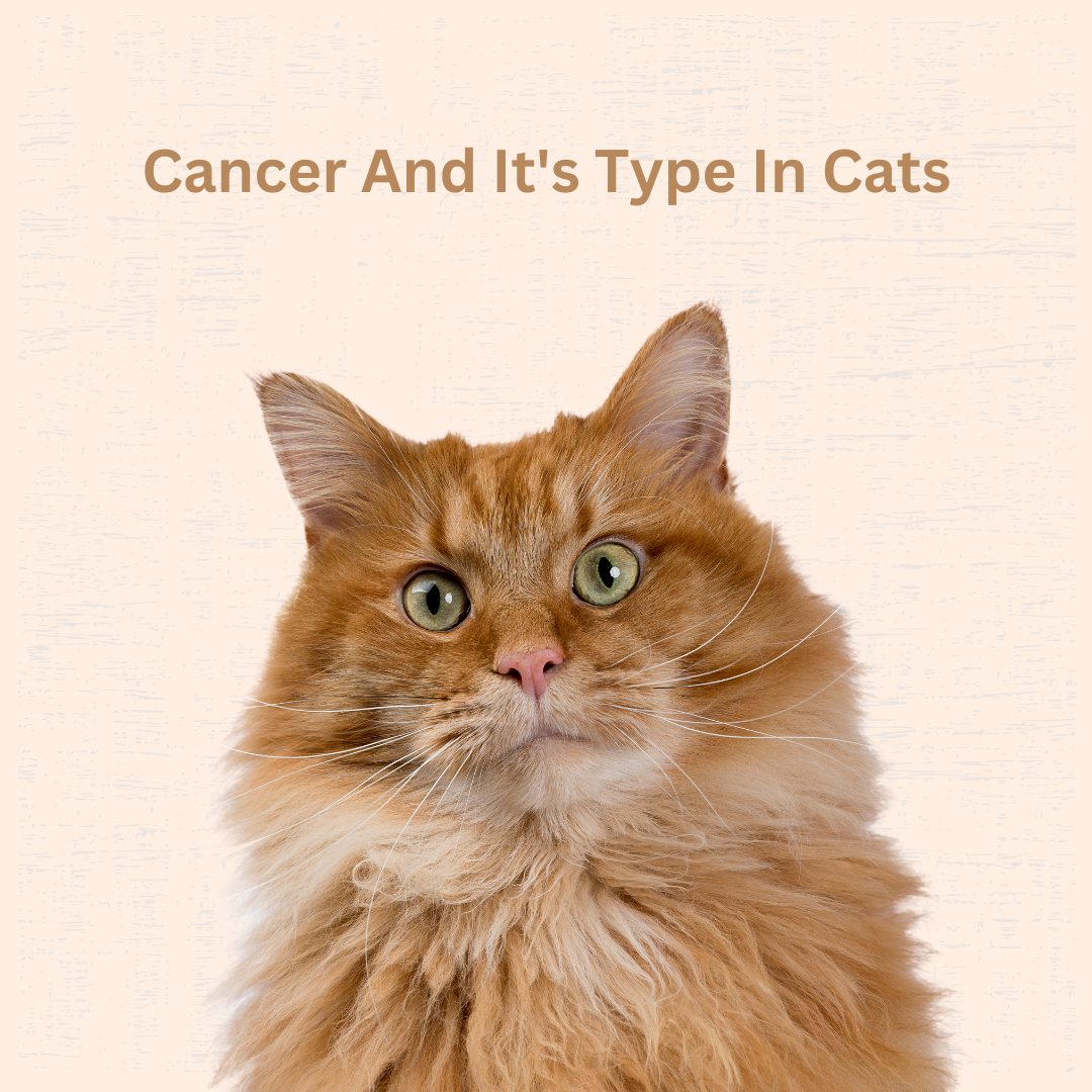 Cancer And It's Type In Cats