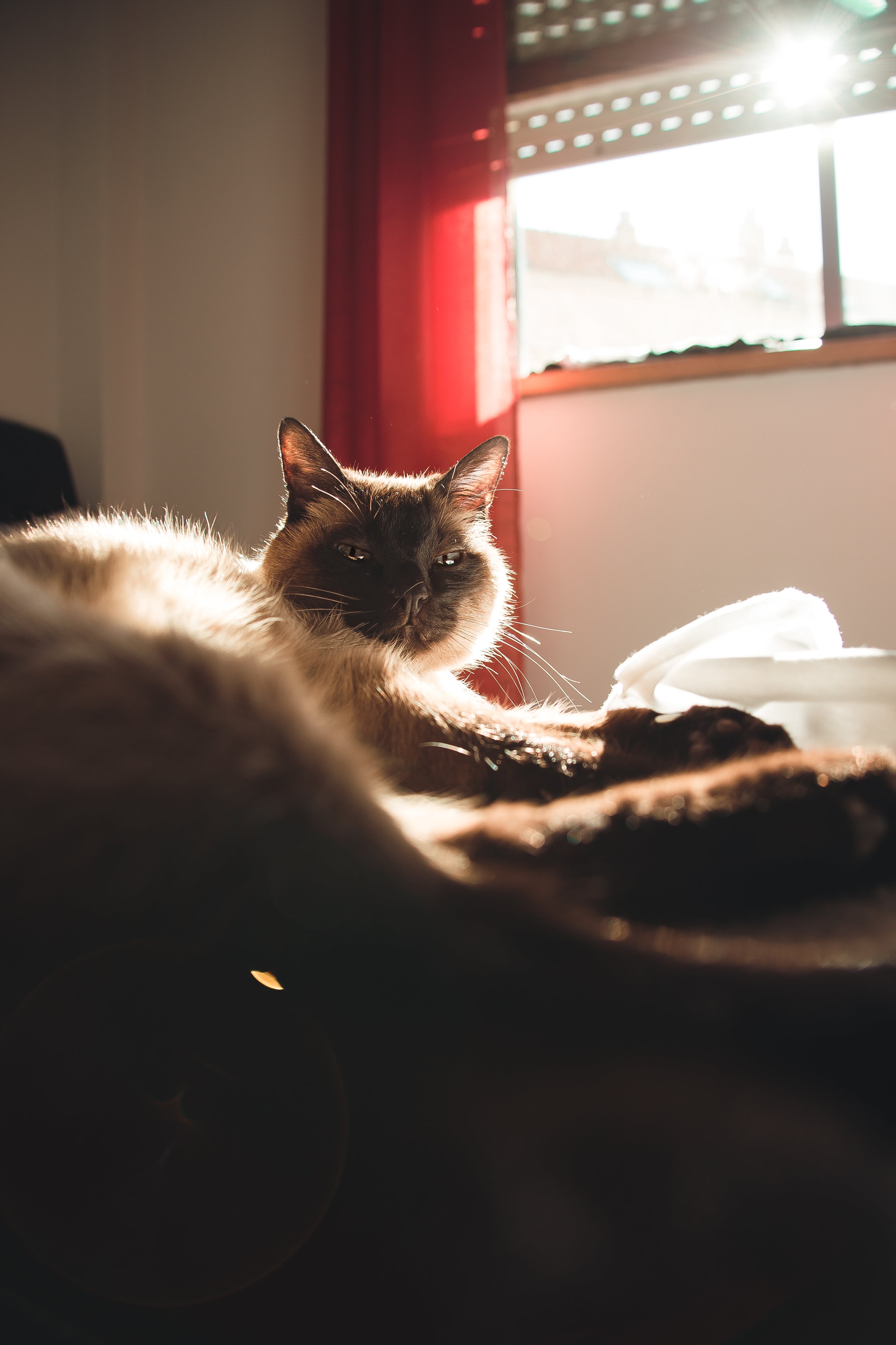Cat Walking Dandruff: Causes, Symptoms, Diagnosis & Treatment