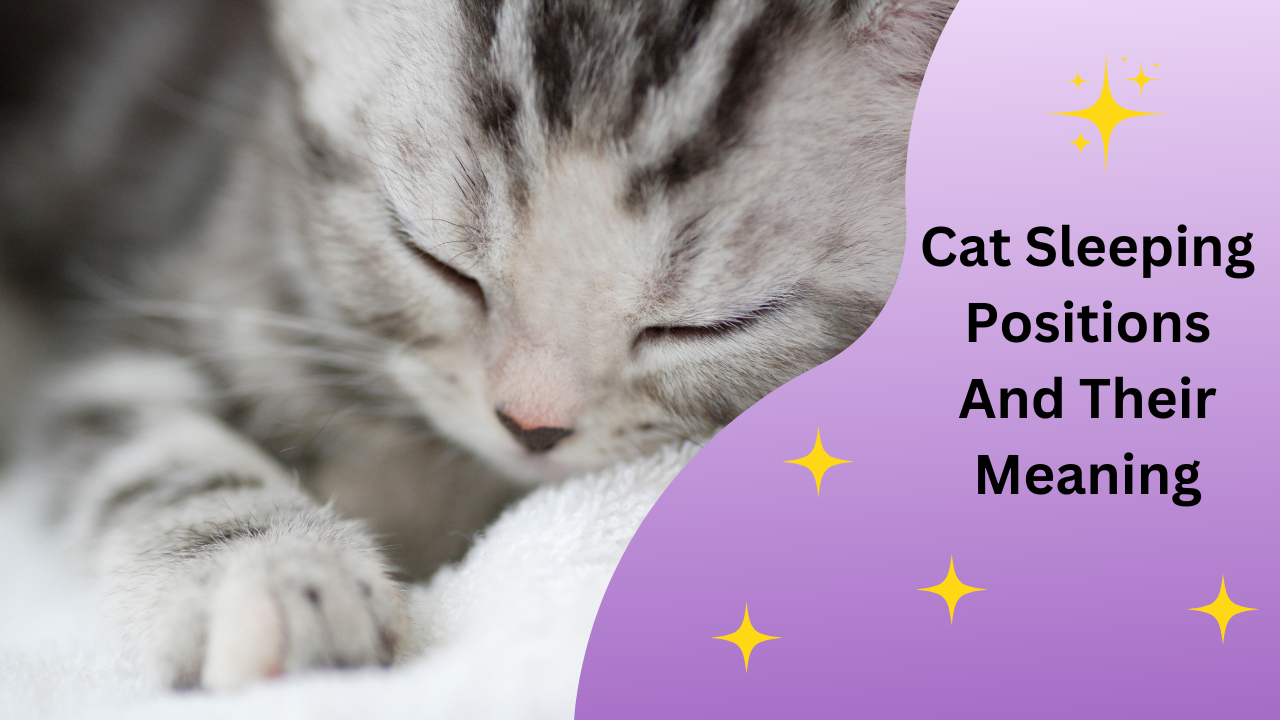 Cat Sleeping Positions And Their Meaning