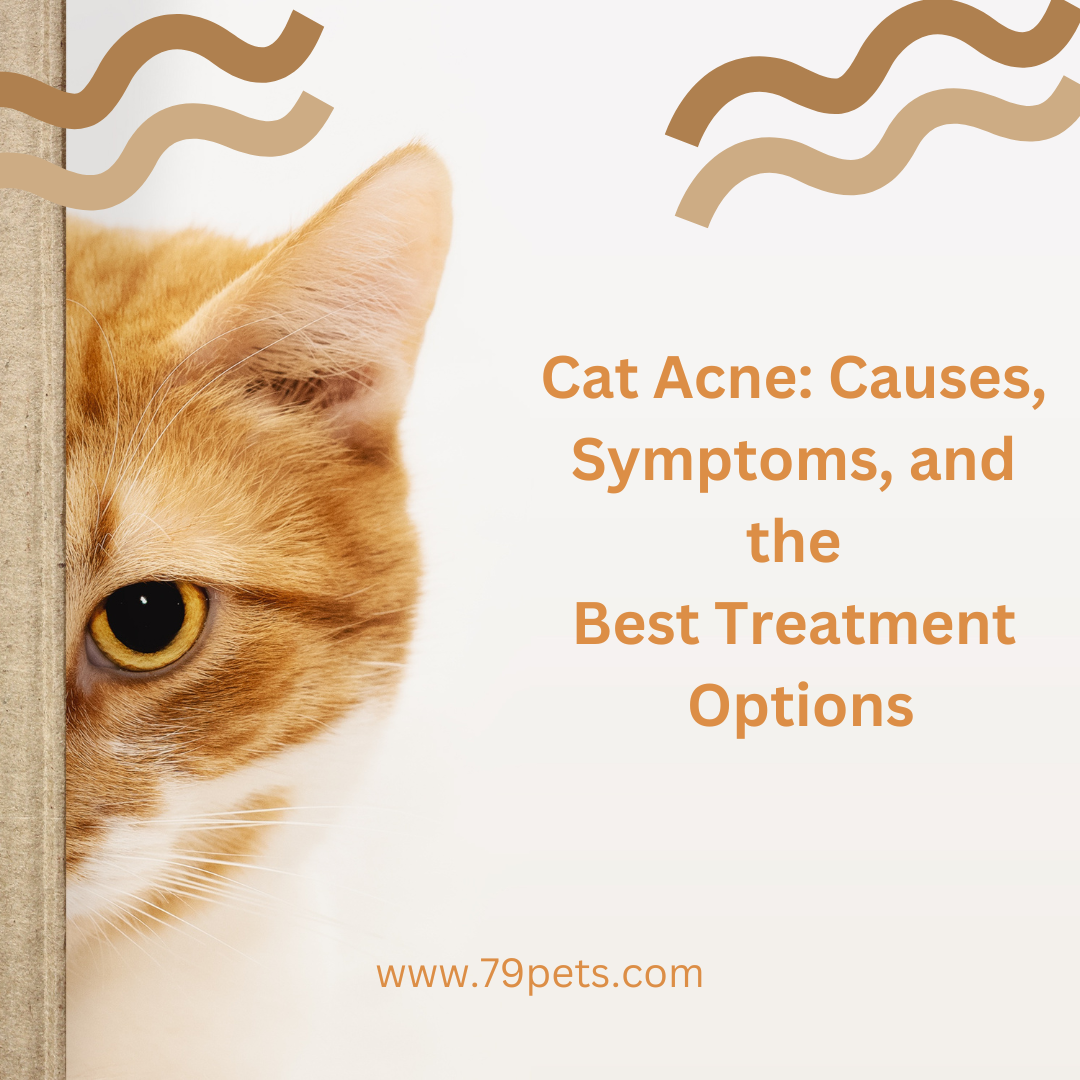 Cat Acne: Causes, Symptoms, and the Best Treatment Options
