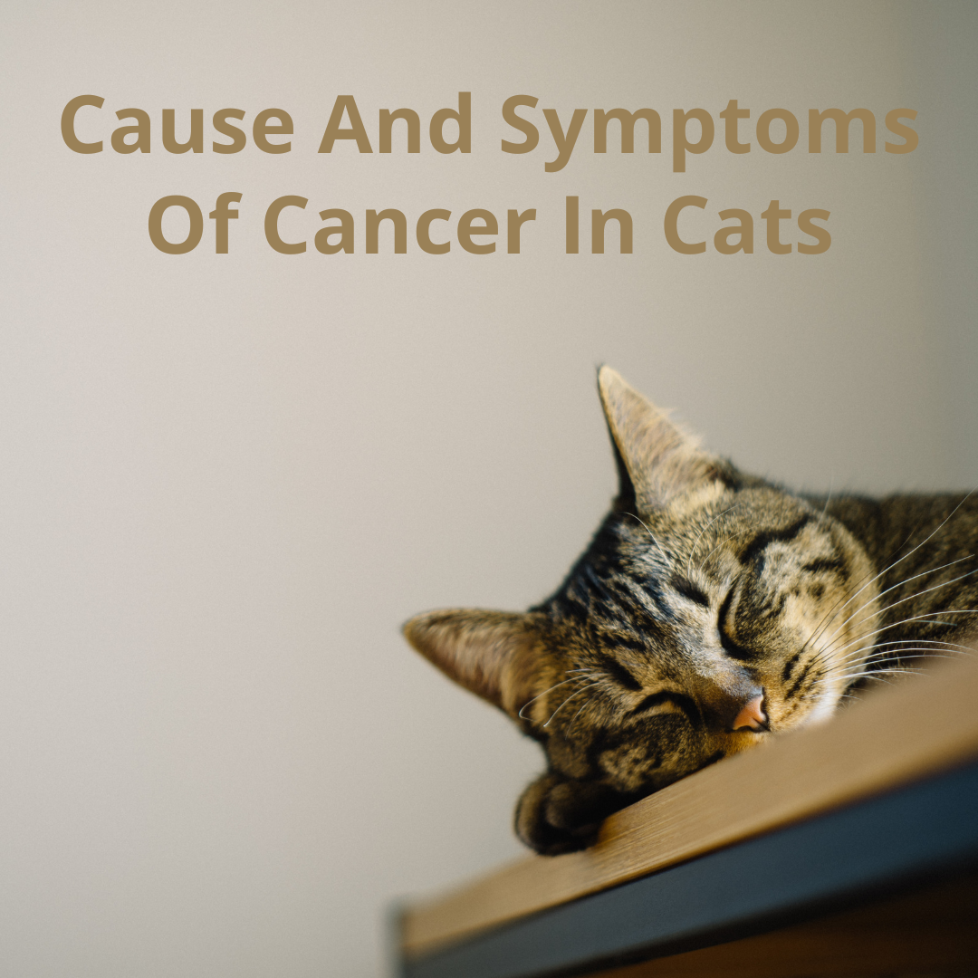 Cause And Symptoms Of Cancer In Cats