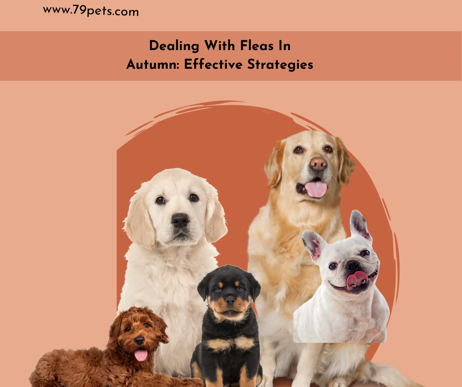 Dealing With Fleas In Autumn: Effective Strategies