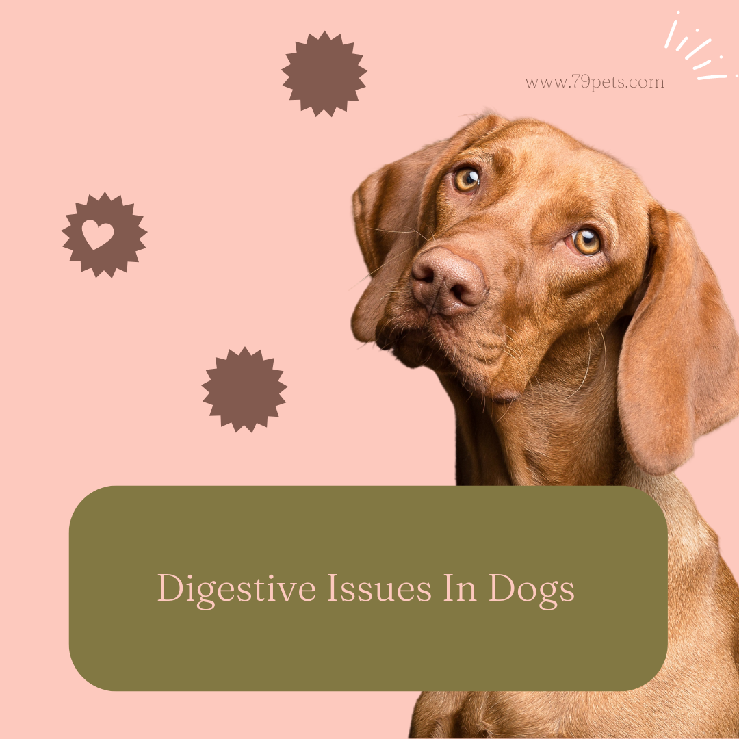 Digestive Issues In Dogs