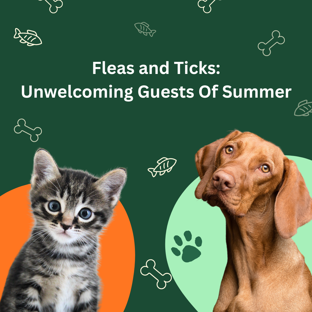 Fleas And Ticks: Unwelcoming Guests Of Summer