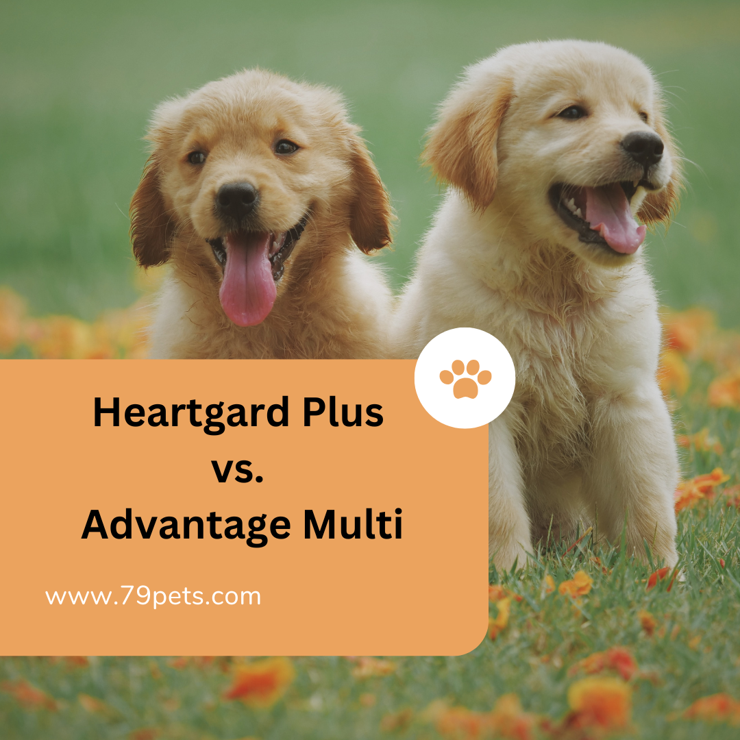 Heartgard Plus vs. Advantage Multi