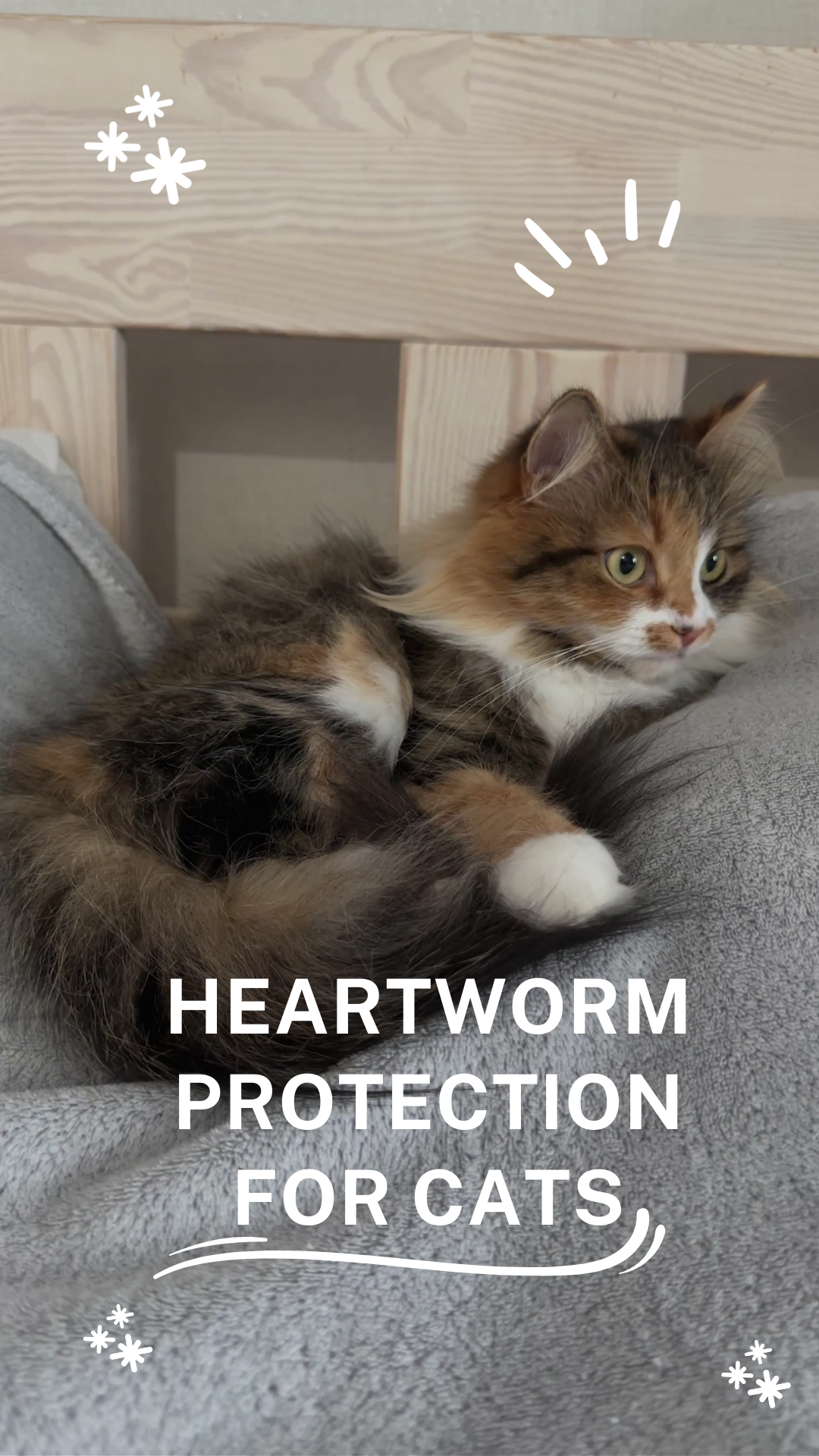 Heartworm Protection For Cats
