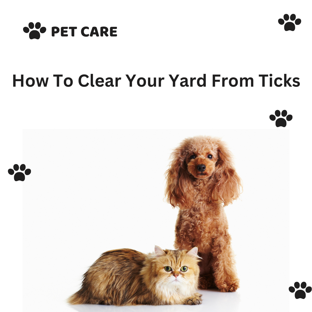How To Clear Your Yard From Ticks