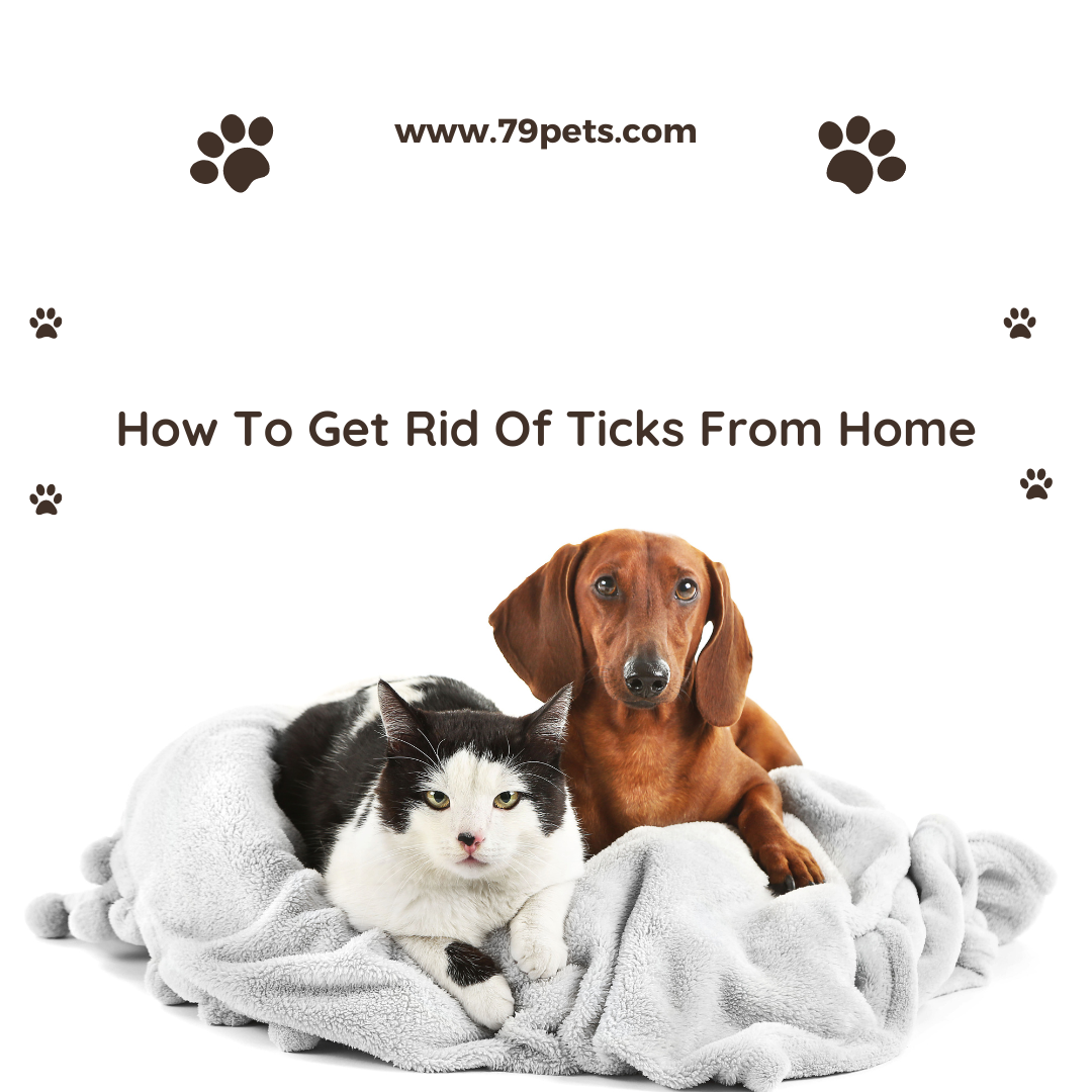 How To Get Rid Of Ticks From Home