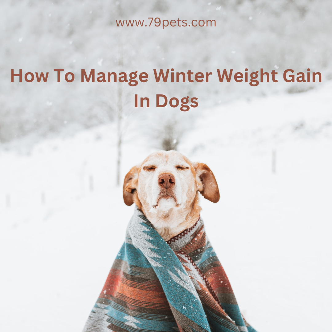 How To Manage Winter Weight Gain In Dogs