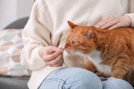 How to Give Your Cat Medication: Easy Tips for Pills, Capsules, and Li
