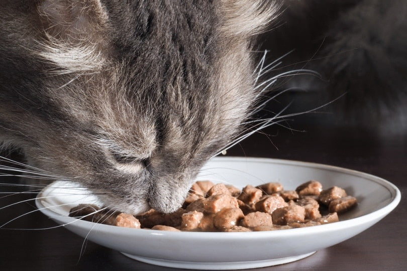 How to Tell If Your Cat Is Hungry: Key Signs to Watch For