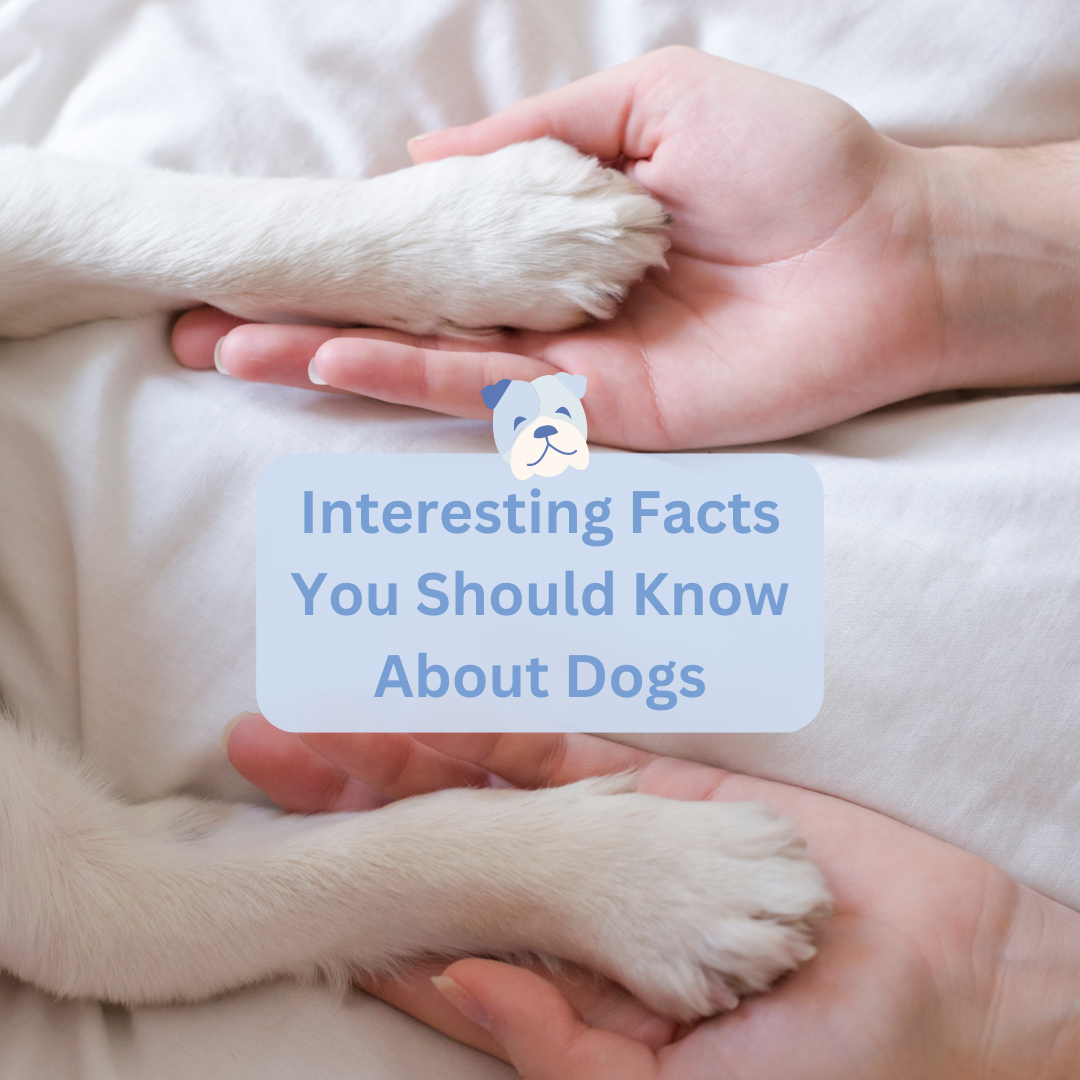 Interesting Facts You Should Know About Dogs