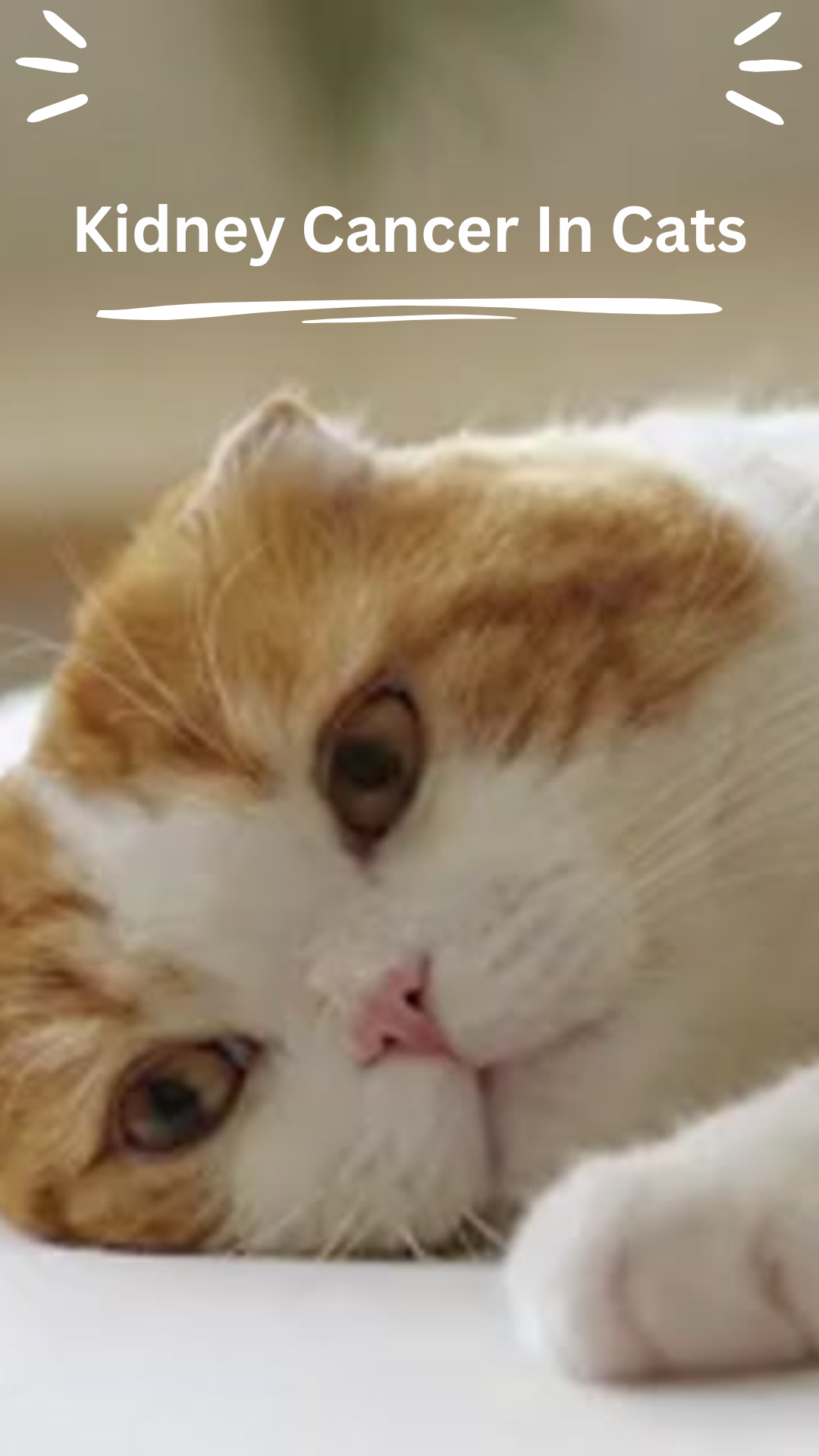 Kidney Cancer In Cats