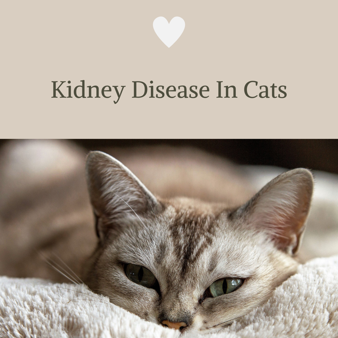Kidney Disease In Cats