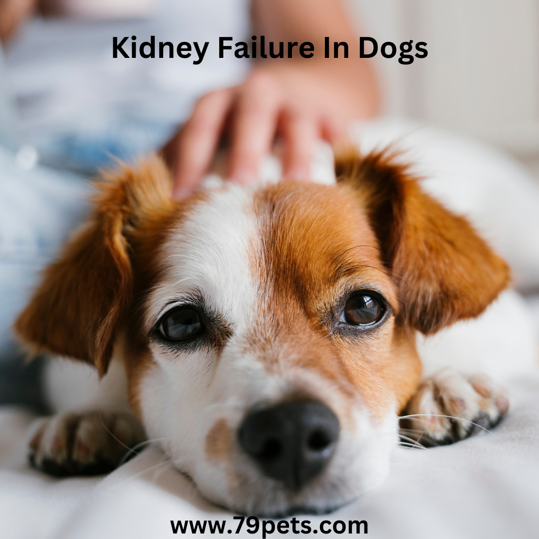 Kidney Failure In Dogs
