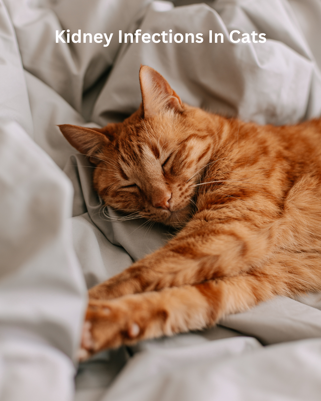 Kidney Infections In Cats