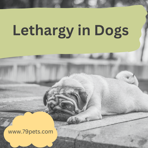 Lethargy in Dogs