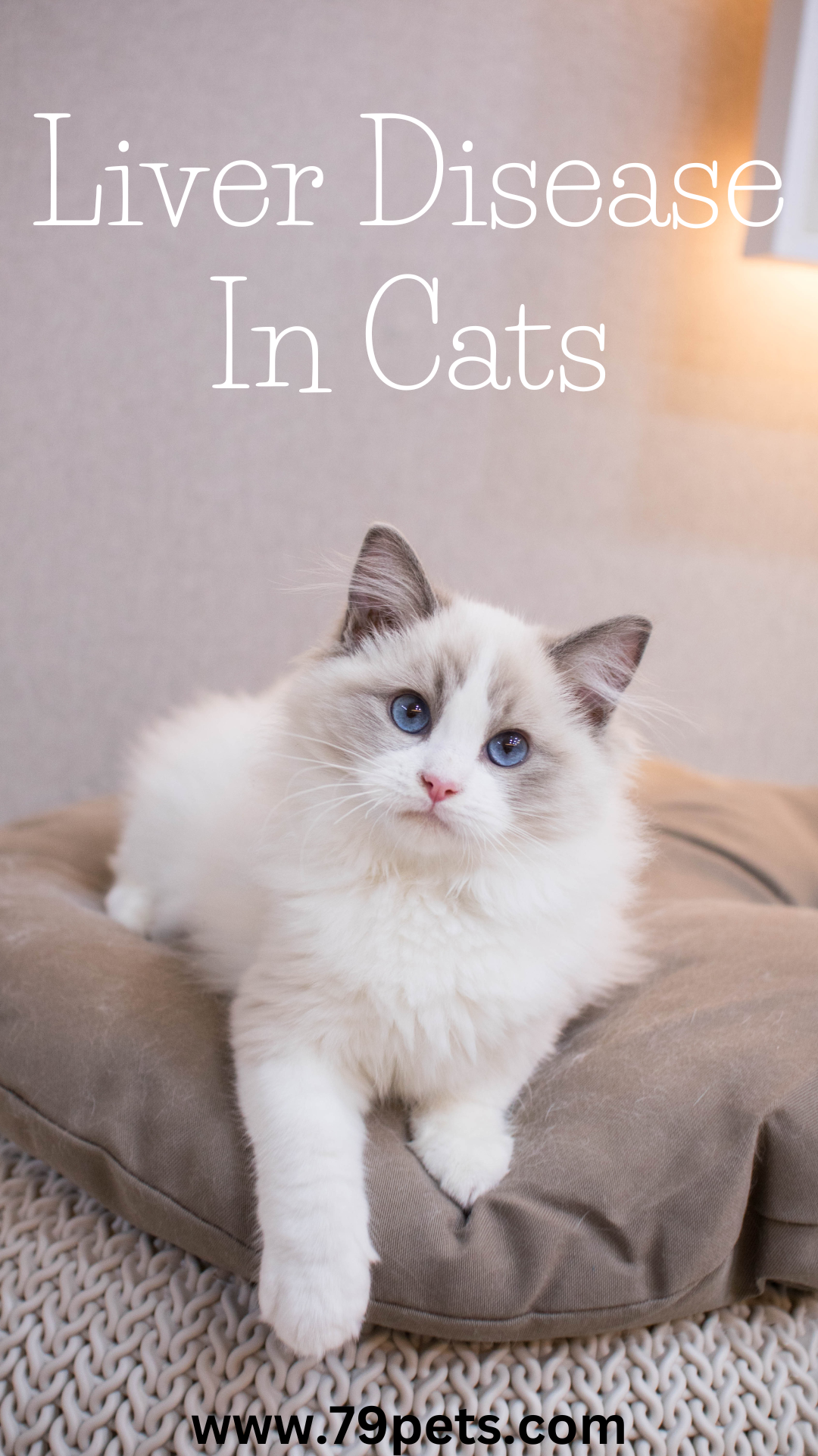 Liver Disease In Cats