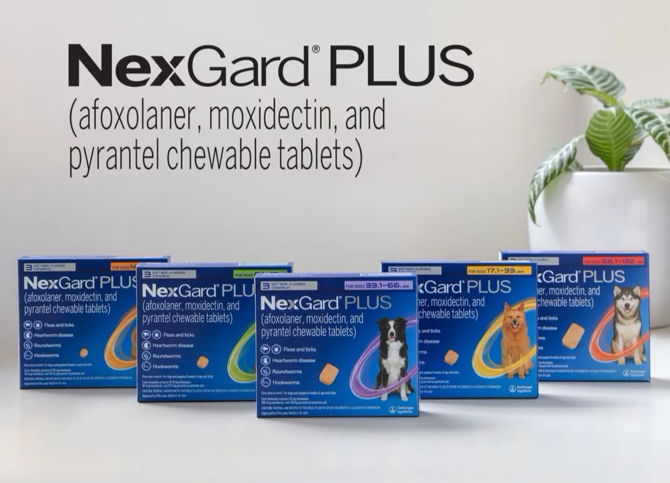 Nexgard Plus Chewables For Dogs -Everything You Need To Know About