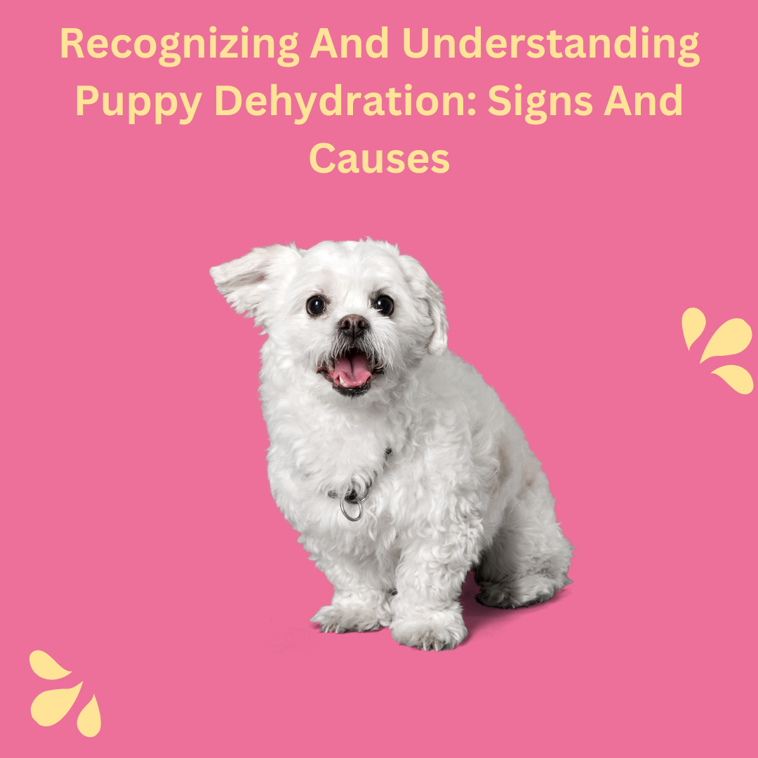 Recognizing And Understanding Puppy Dehydration: Signs And Causes