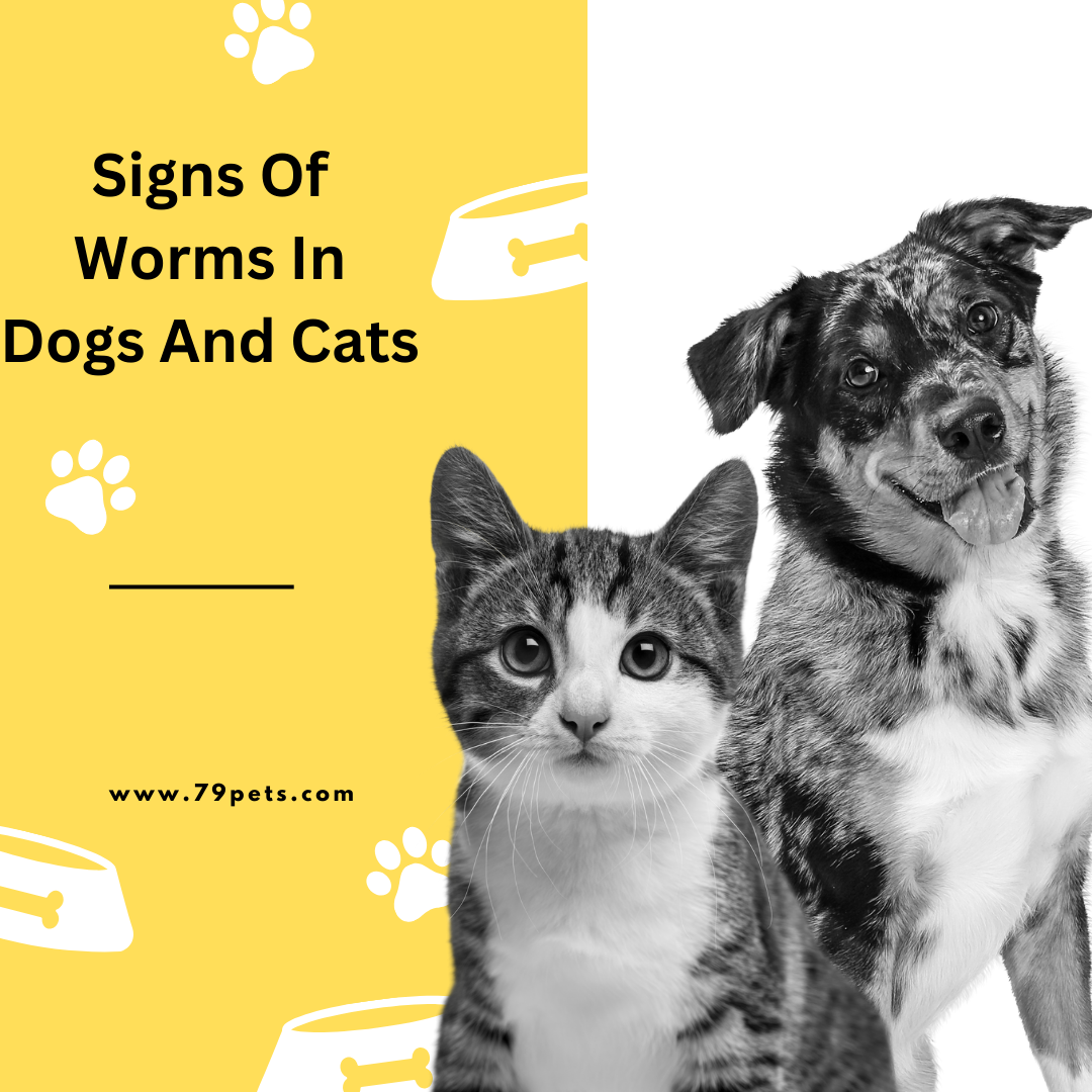 Signs Of Worms In Dogs And Cats