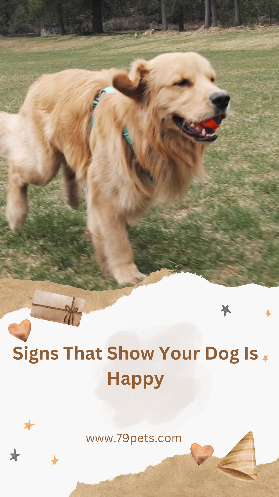 Signs That Show Your Dog Is Happy