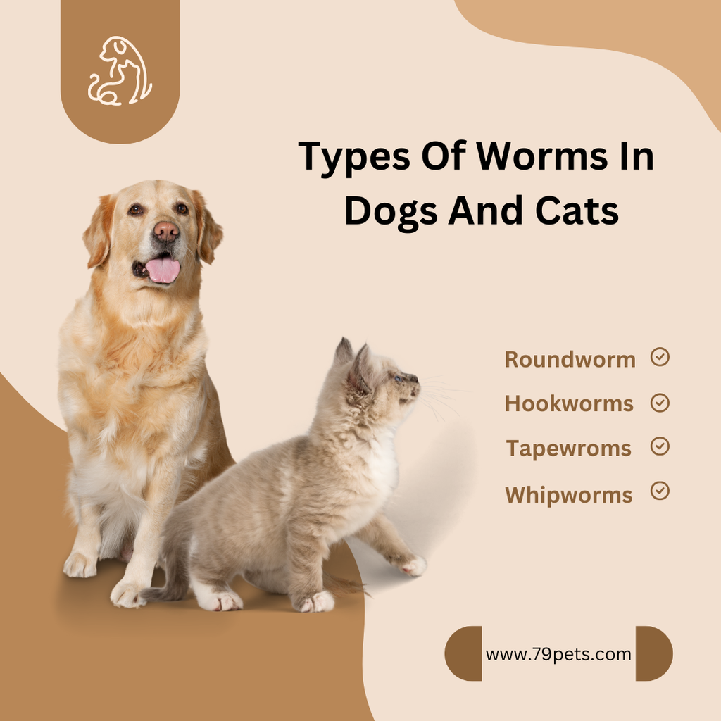Types Of Worms In Cats Everything You Need To Know About Worms In Dogs