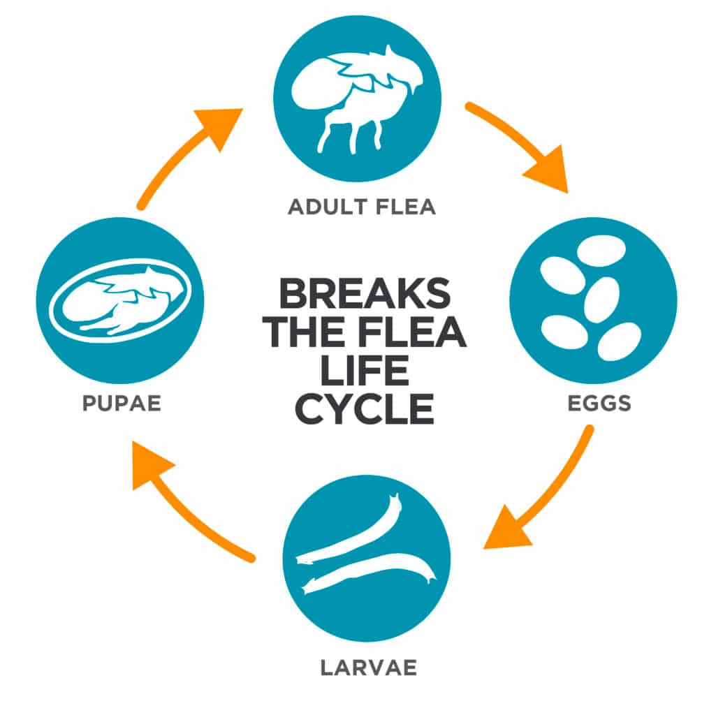 Understanding The Flea Life Cycle