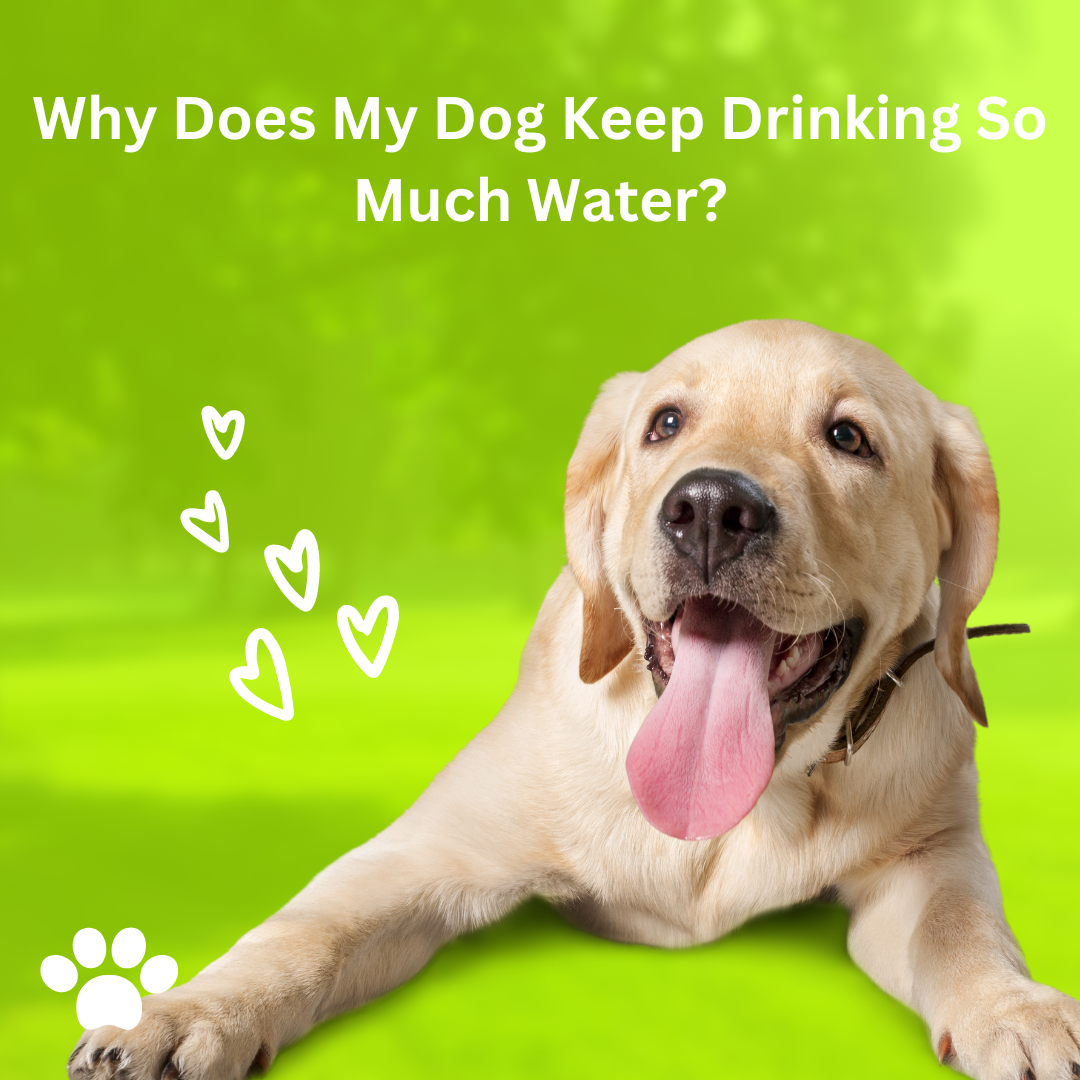 Why Does My Dog Keep Drinking So Much Water?