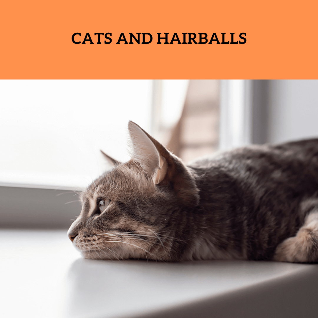 Cats And Hairballs