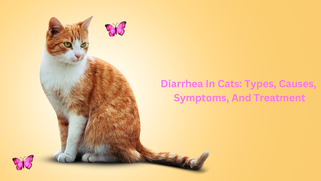 Diarrhea In Cats: Types, Causes, Symptoms, And Treatment