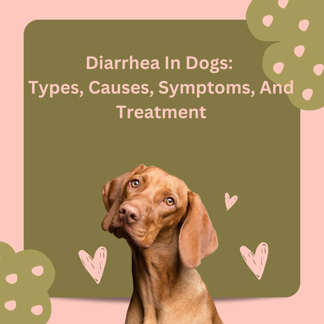 Diarrhea In Dogs: Types, Causes, Symptoms, And Treatment