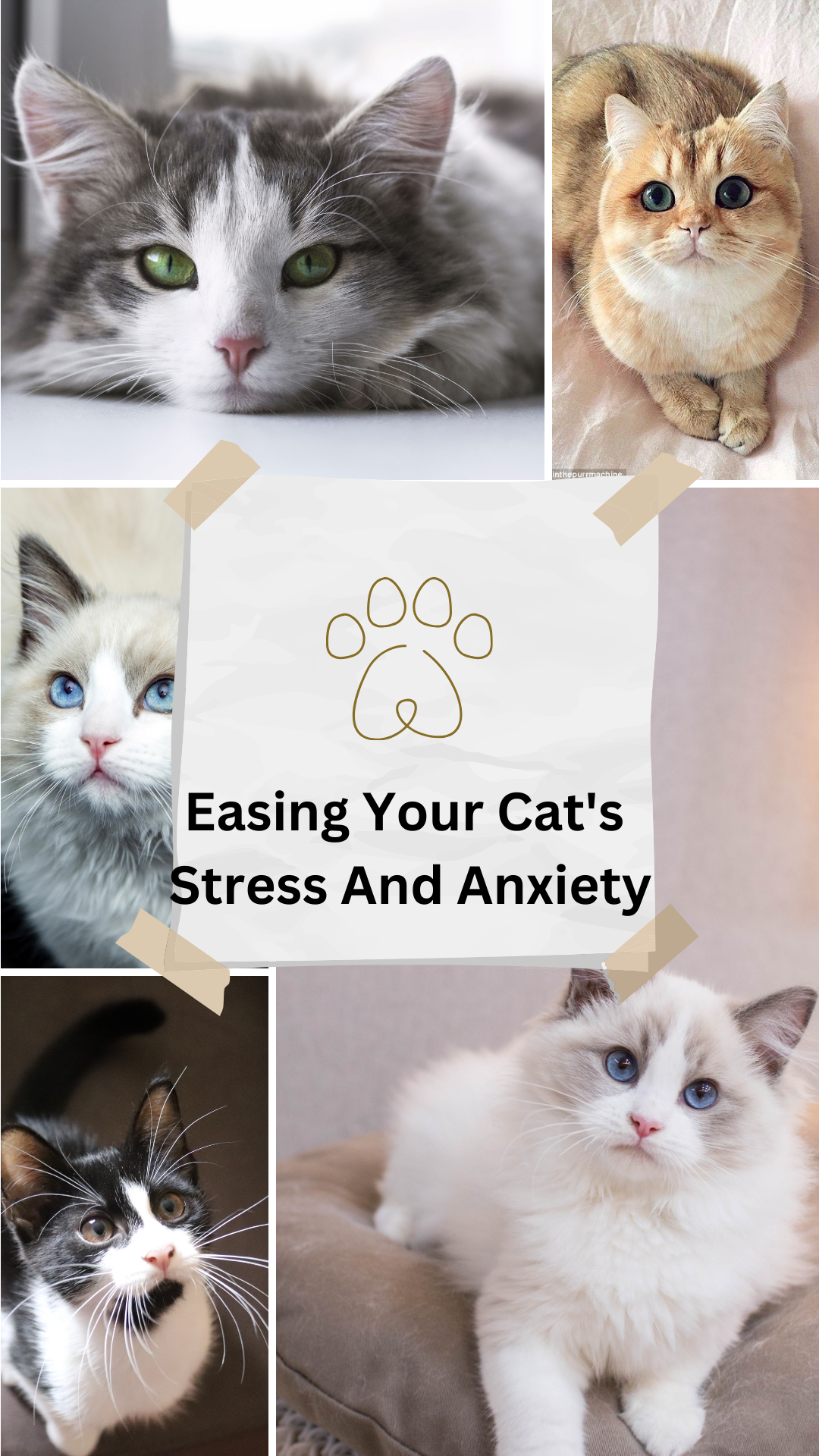 Easing Your Cat's Stress And Anxiety