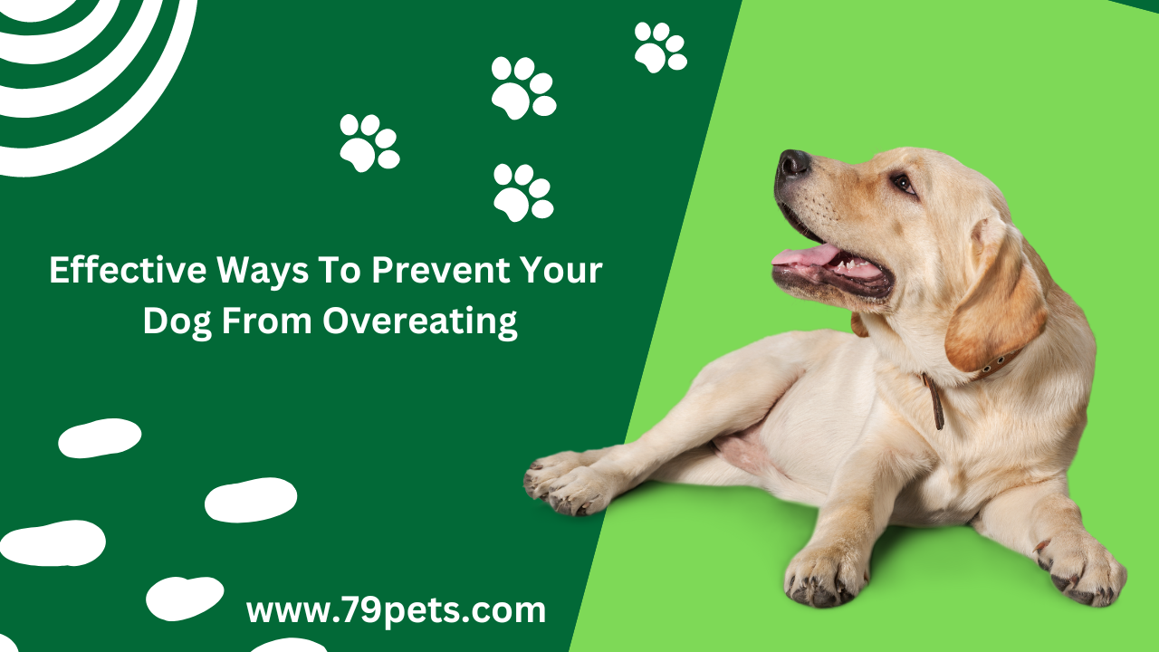 Effective Ways To Prevent Your Dog From Overeating