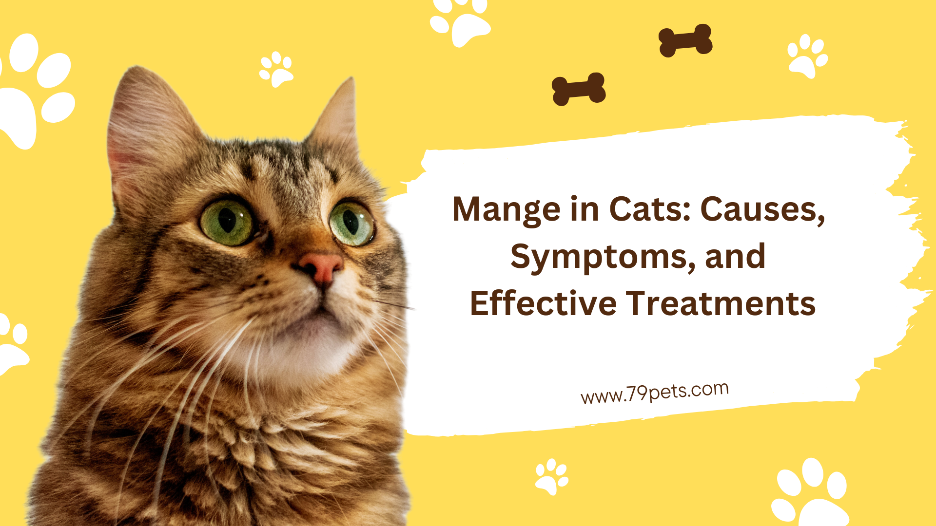 Mange in Cats: Causes, Symptoms, and Effective Treatments