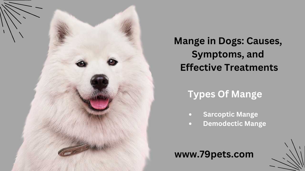Mange in Dogs: Causes, Symptoms, and Effective Treatments