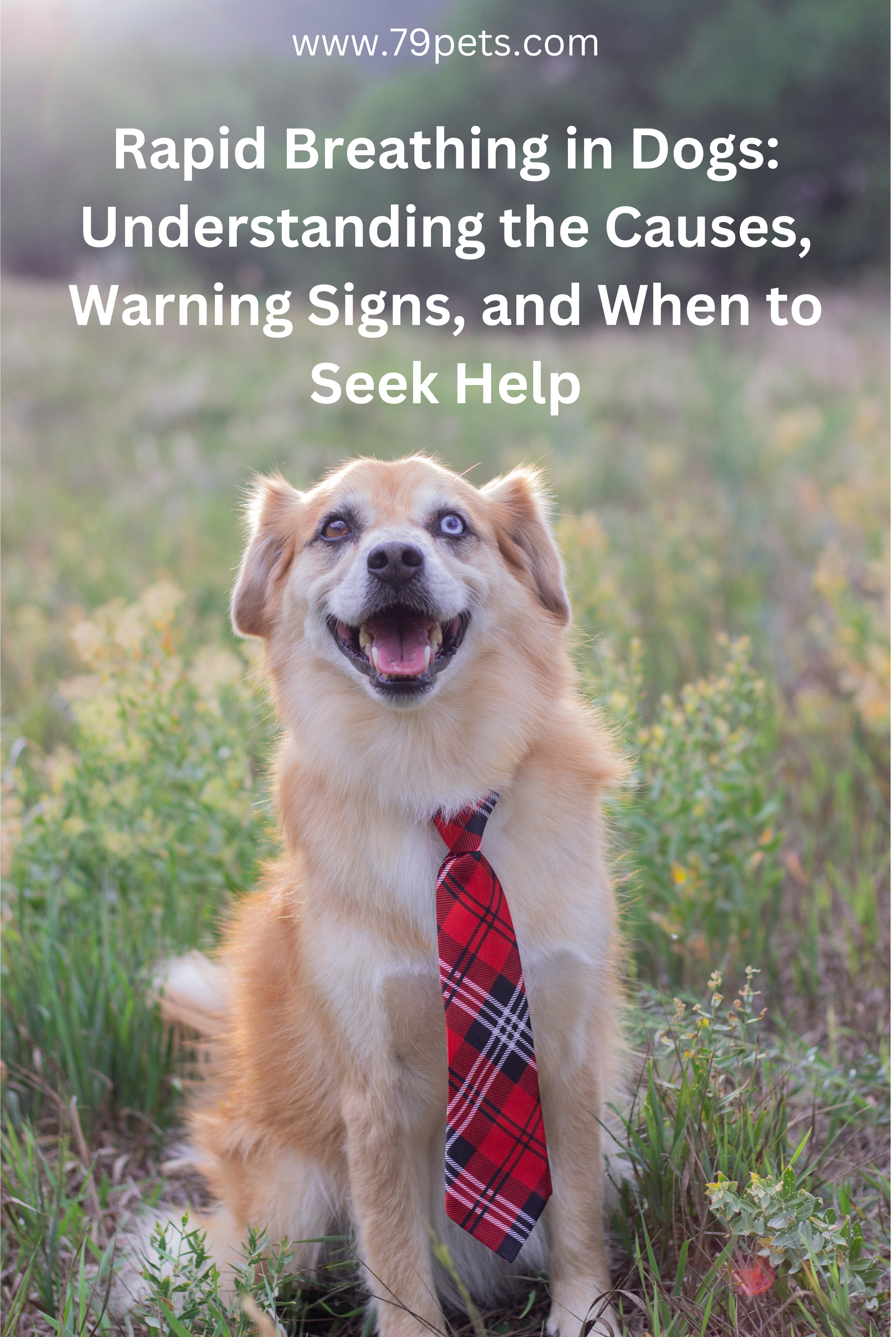 Rapid Breathing in Dogs: Understanding the Causes, Warning Signs, and