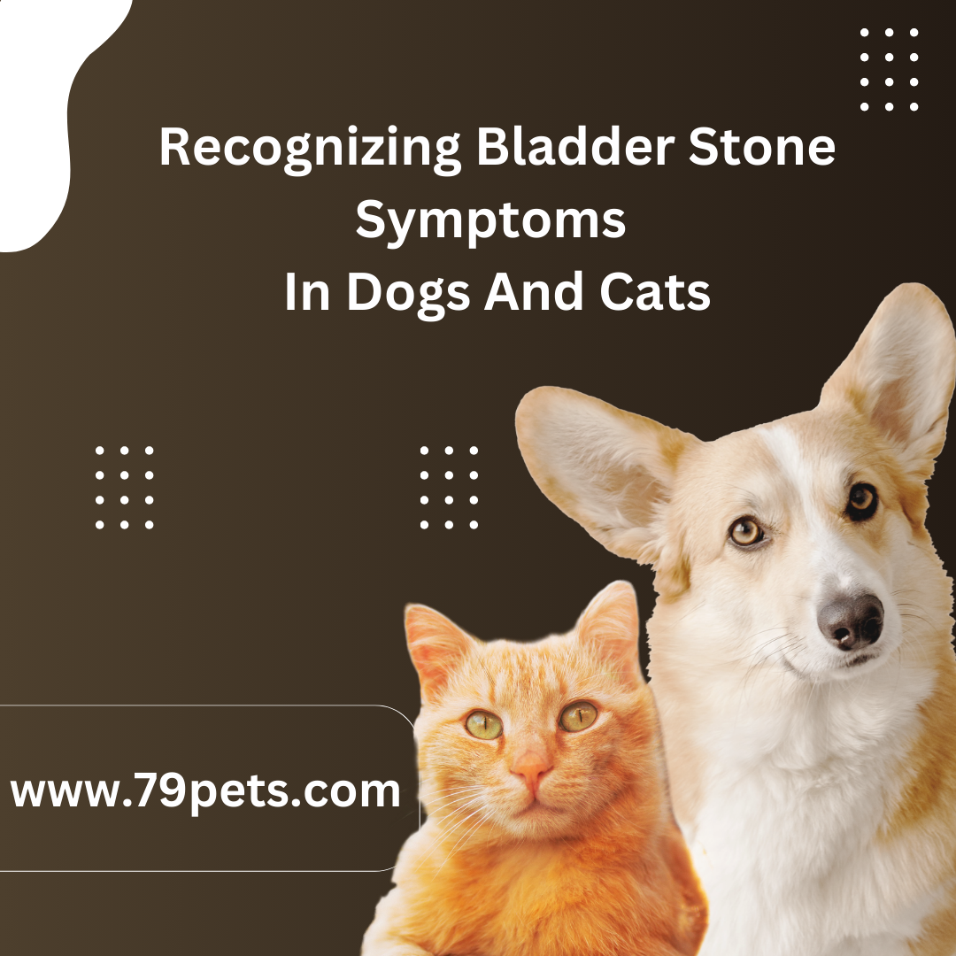 Recognizing Bladder Stone Symptoms In Dogs And Cats
