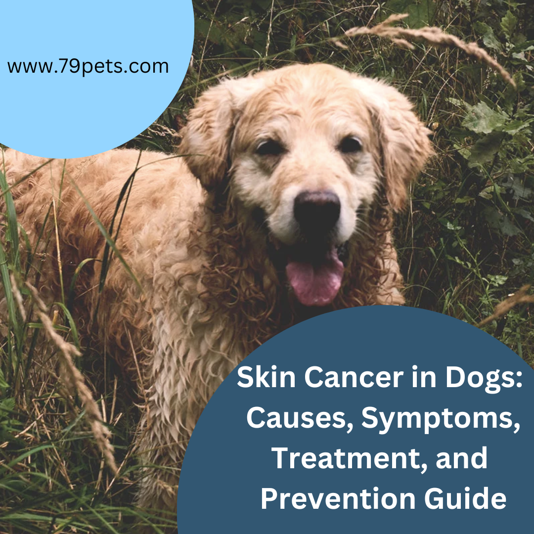 Skin Cancer in Dogs: Causes, Symptoms, Treatment, and Prevention Guide