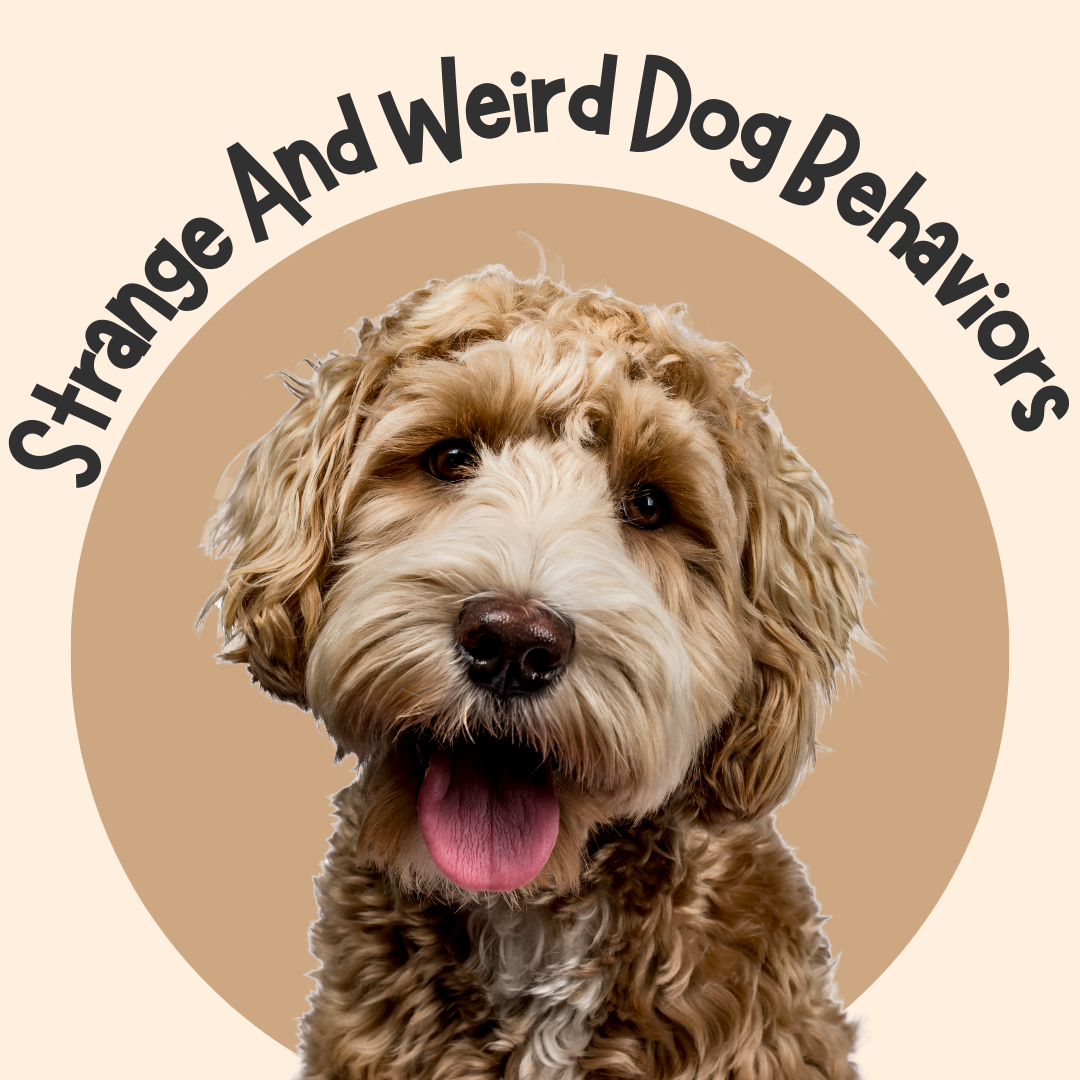 Strange And Weird Dog Behaviors
